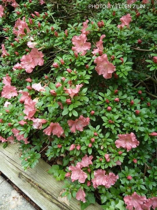 Buy Azalea 'Gumpo Pink’ Light Pink Satsuki Azalea — Mr Maple │ Buy ...