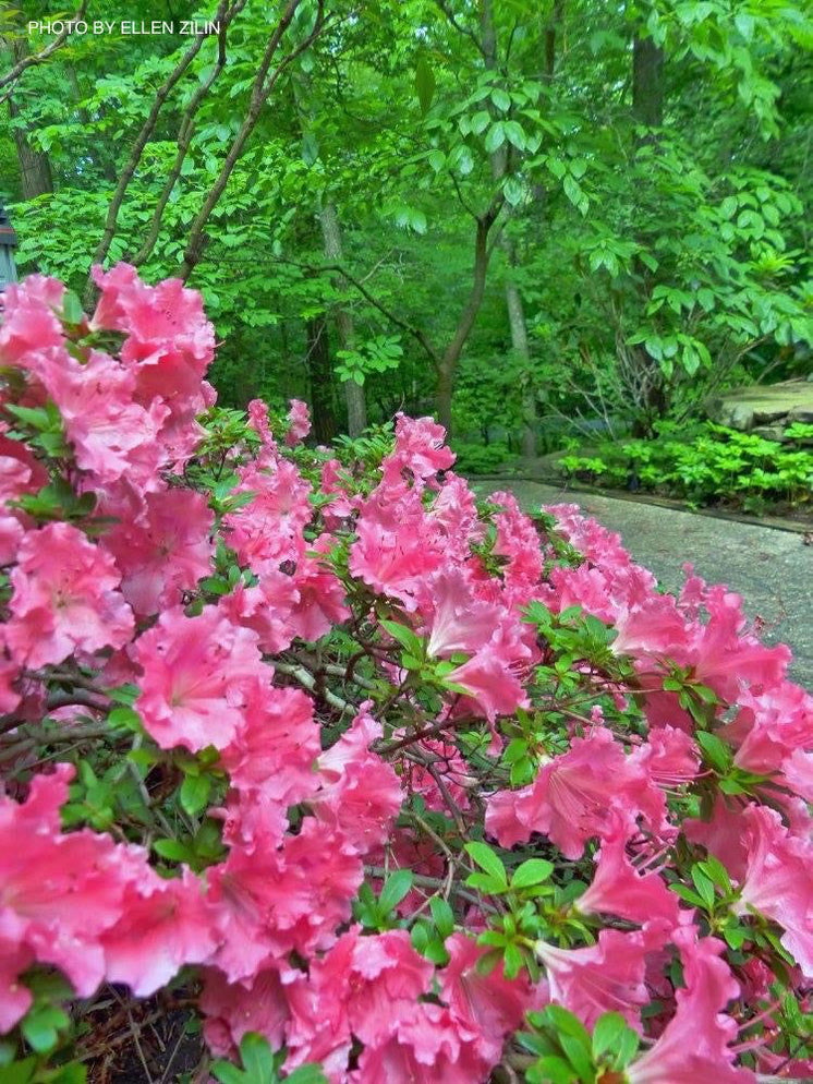 Buy Azalea 'Gumpo Pink’ Light Pink Satsuki Azalea — Mr Maple │ Buy ...