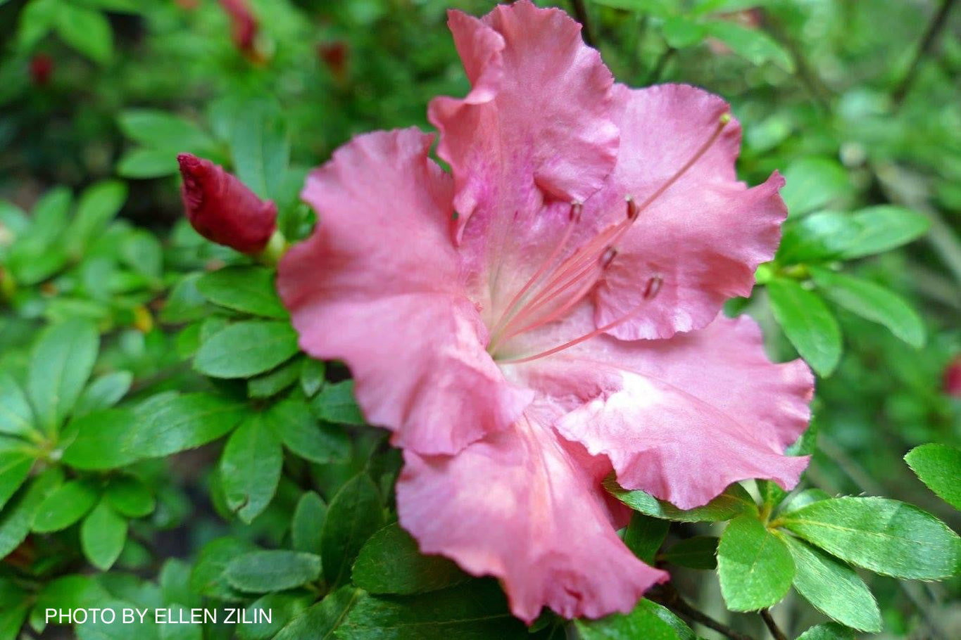 Buy Azalea 'Gumpo Pink’ Light Pink Satsuki Azalea — Mr Maple │ Buy ...