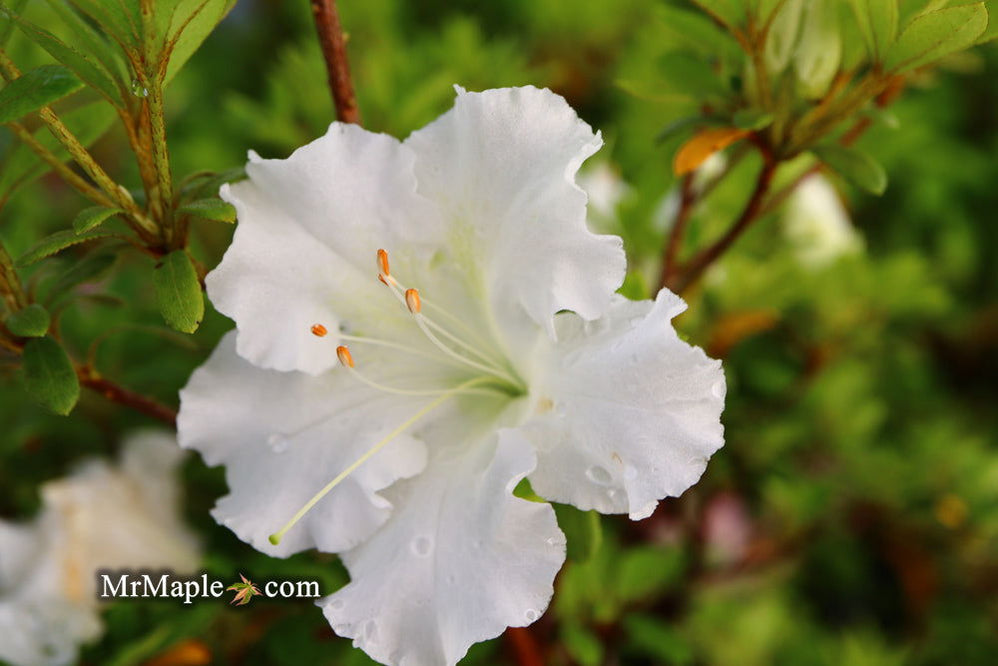Satsuki Azaleas — Mr Maple │ Buy Japanese Maple Trees
