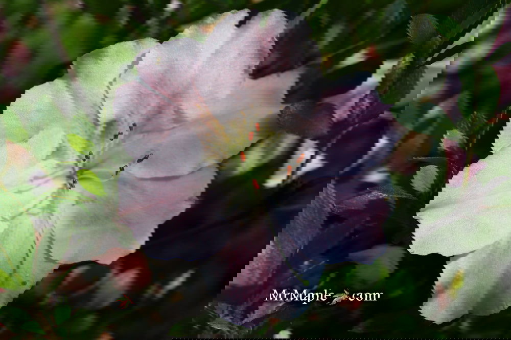 Buy Azalea 'Gwenda’ Pink Variegated Harris Azalea — Mr Maple │ Buy ...