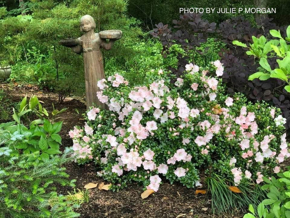 Buy Azalea 'Gwenda’ Pink Variegated Harris Azalea — Mr Maple │ Buy ...