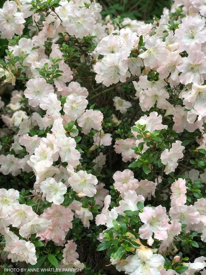 Buy Azalea 'Gwenda’ Pink Variegated Harris Azalea — Mr Maple │ Buy ...