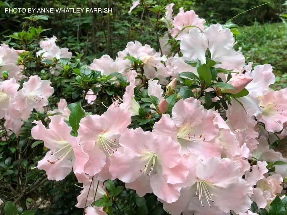 Buy Azalea 'Gwenda’ Pink Variegated Harris Azalea — Mr Maple │ Buy Japanese Maple Trees