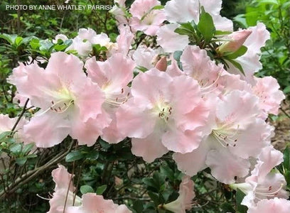 Buy Azalea 'Gwenda’ Pink Variegated Harris Azalea — Mr Maple │ Buy Japanese Maple Trees