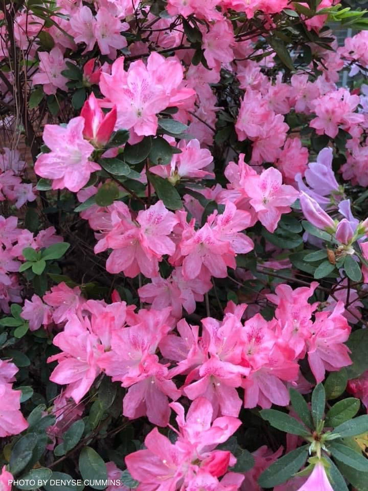 Buy Azalea 'Hampton Beauty’ Pink Flowering Pericat Azalea — Mr Maple ...