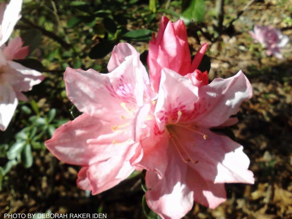 Buy Azalea 'Hampton Beauty’ Pink Flowering Pericat Azalea — Mr Maple ...