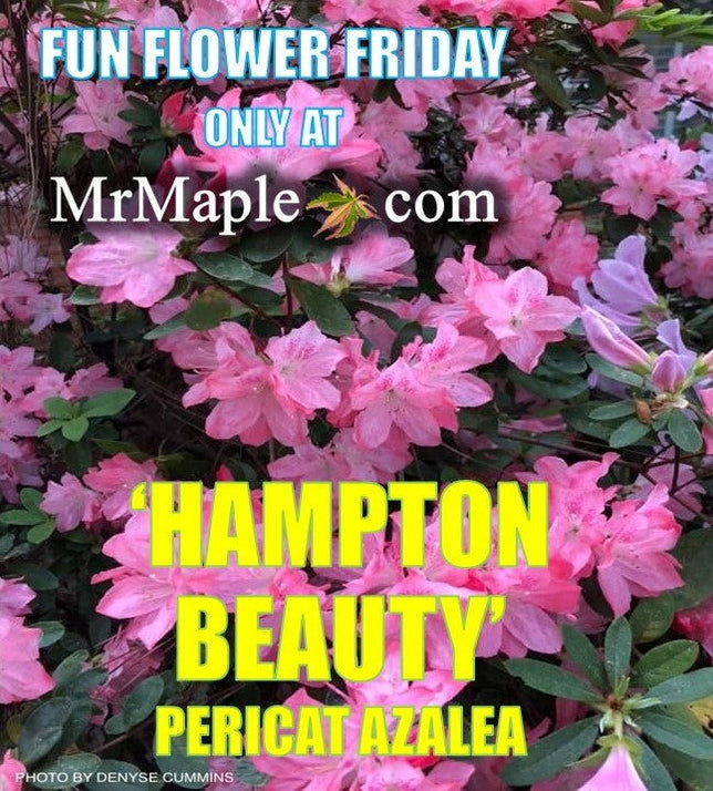 Buy Azalea 'Hampton Beauty’ Pink Flowering Pericat Azalea — Mr Maple ...