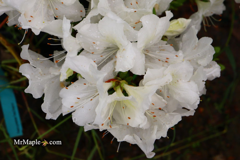 Buy Azalea 'Helen Close’ Evergreen White Azalea — Mr Maple │ Buy ...