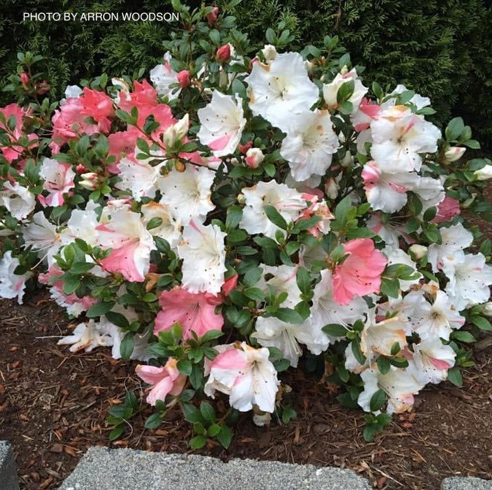 Buy Azalea 'Hilda Niblett’ Variegated Robin Hill Azalea — Mr Maple ...