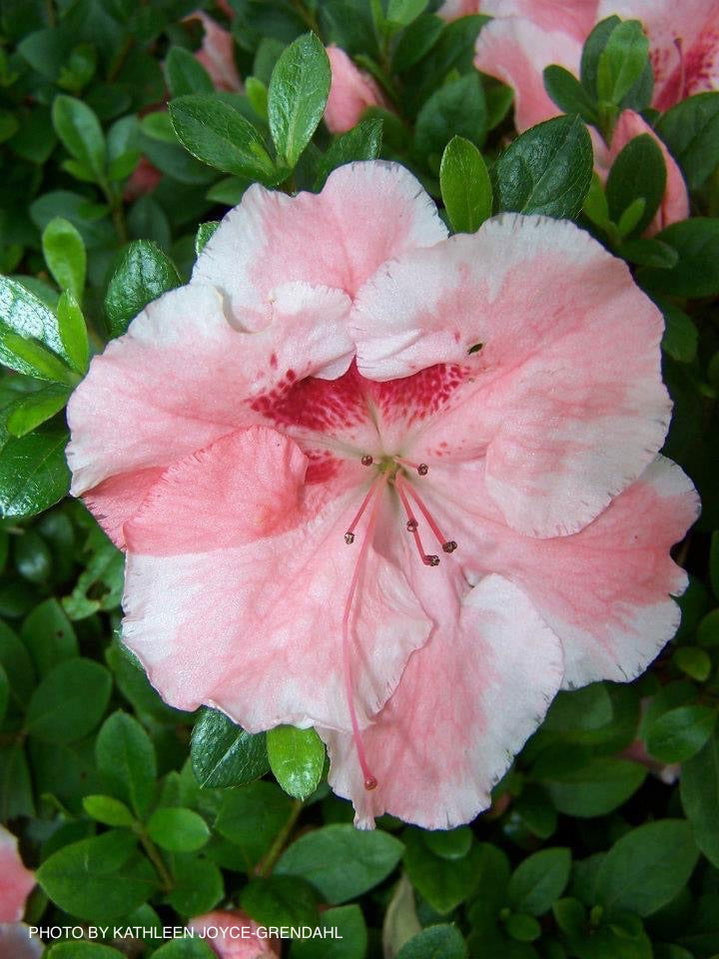Buy Azalea 'Hilda Niblett’ Variegated Robin Hill Azalea — Mr Maple ...