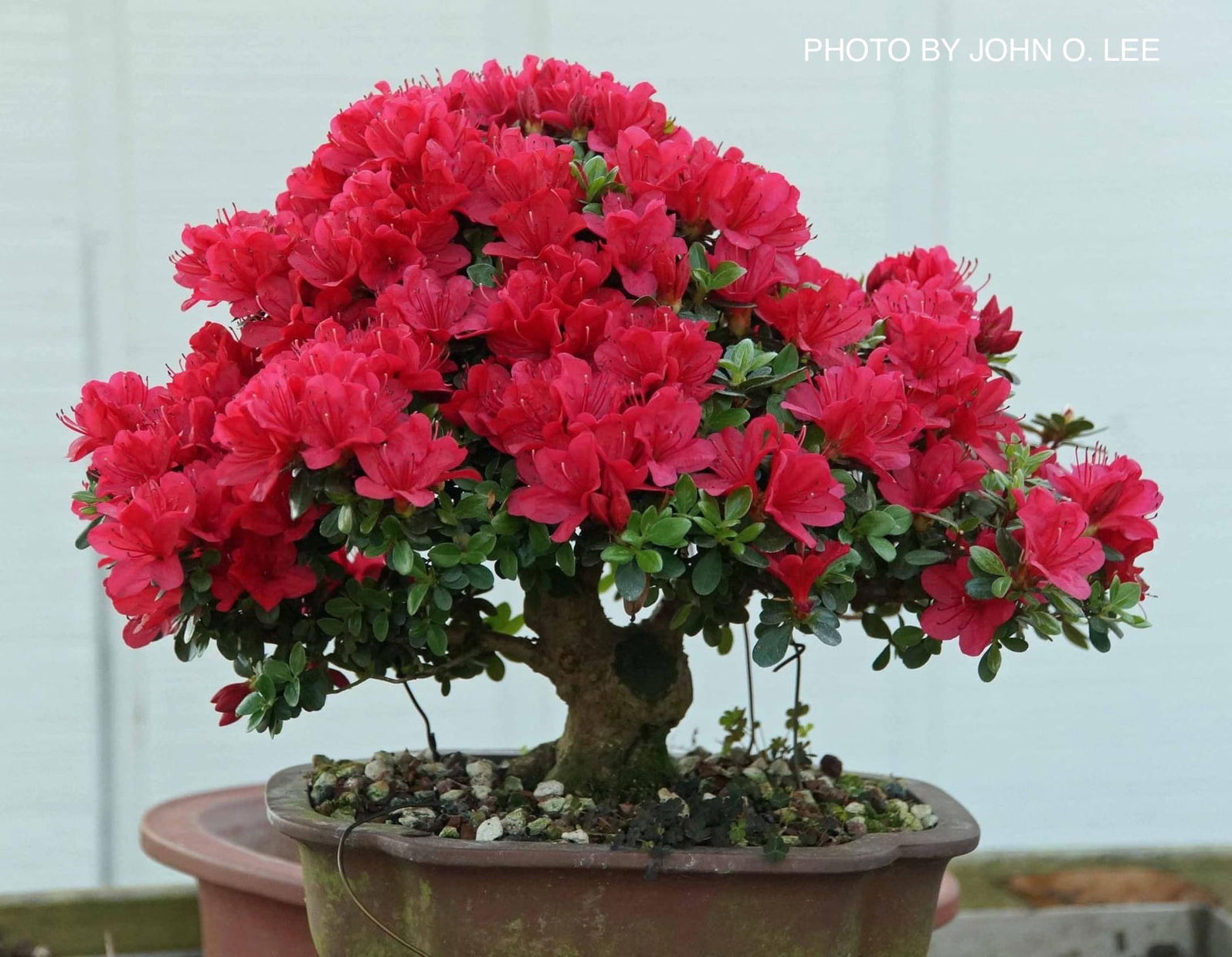 Buy Azalea 'Hino Crimson’ Red Flowering Kurume Azalea — Mr Maple │ Buy ...