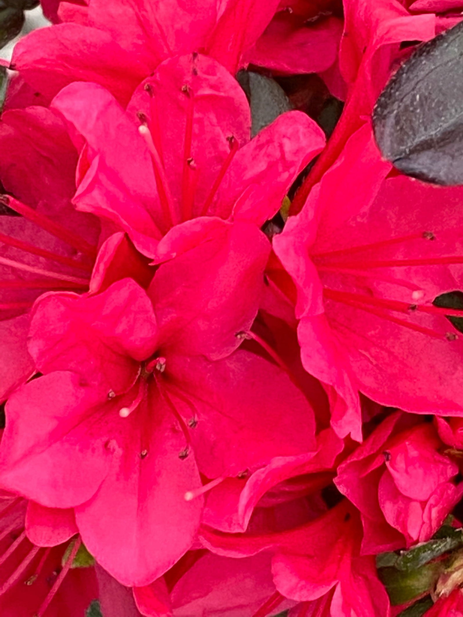Buy Azalea 'Hino Crimson’ Red Flowering Kurume Azalea — Mr Maple │ Buy ...