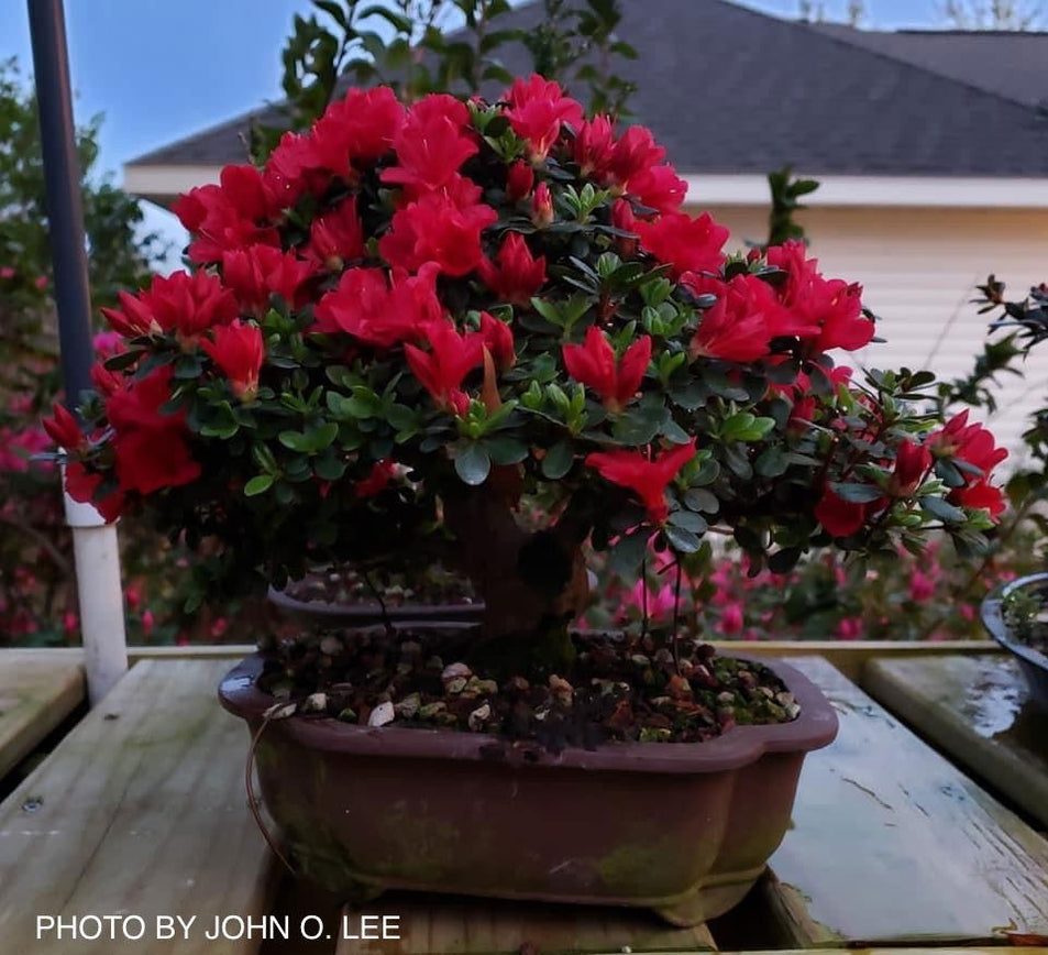 Buy Azalea 'Hino Crimson’ Red Flowering Kurume Azalea — Mr Maple │ Buy ...
