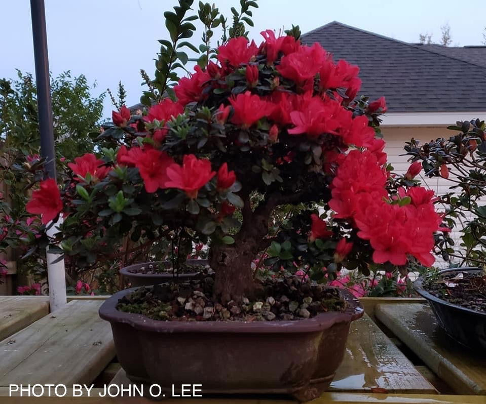 Buy Azalea 'Hino Crimson’ Red Flowering Kurume Azalea — Mr Maple │ Buy ...