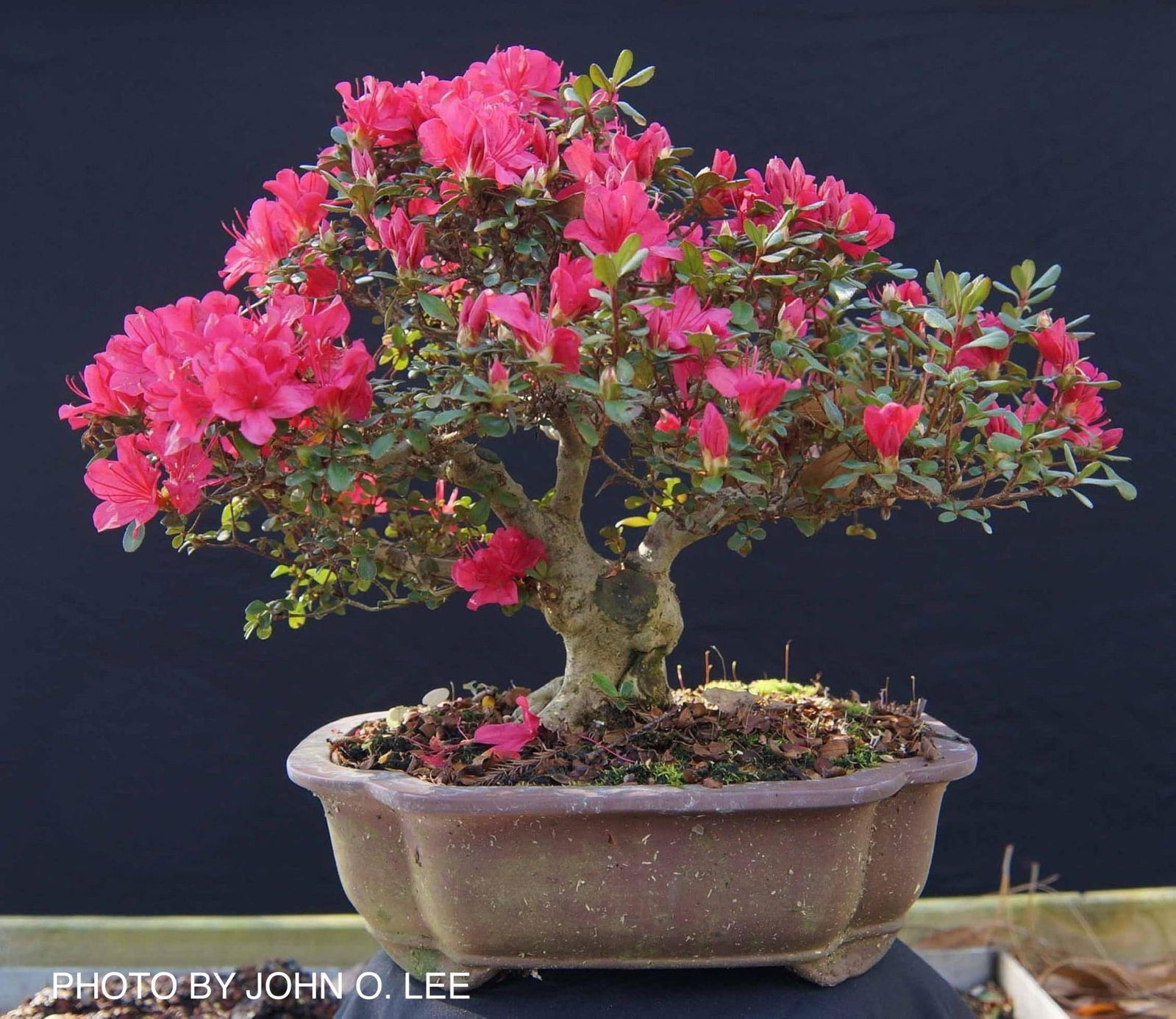 Buy Azalea 'Hino Crimson’ Red Flowering Kurume Azalea — Mr Maple │ Buy ...