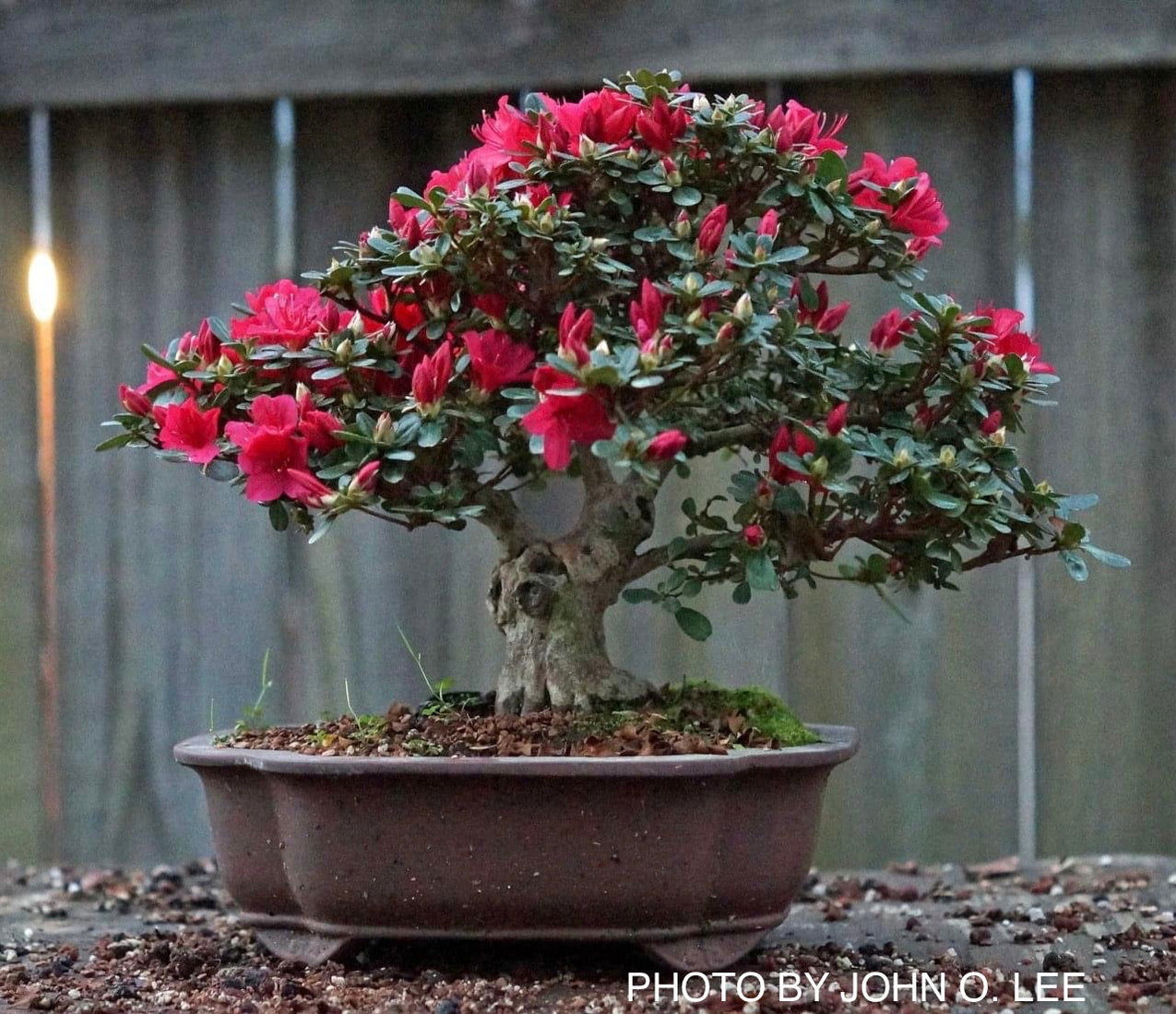 Buy Azalea 'Hino Crimson’ Red Flowering Kurume Azalea — Mr Maple │ Buy ...