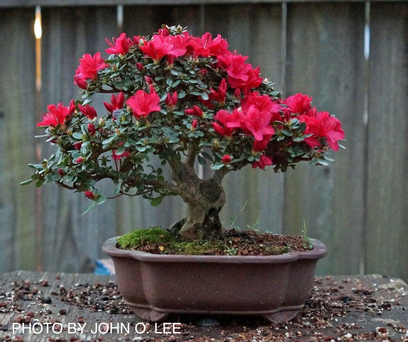 Buy Azalea 'Hino Crimson’ Red Flowering Kurume Azalea — Mr Maple │ Buy ...