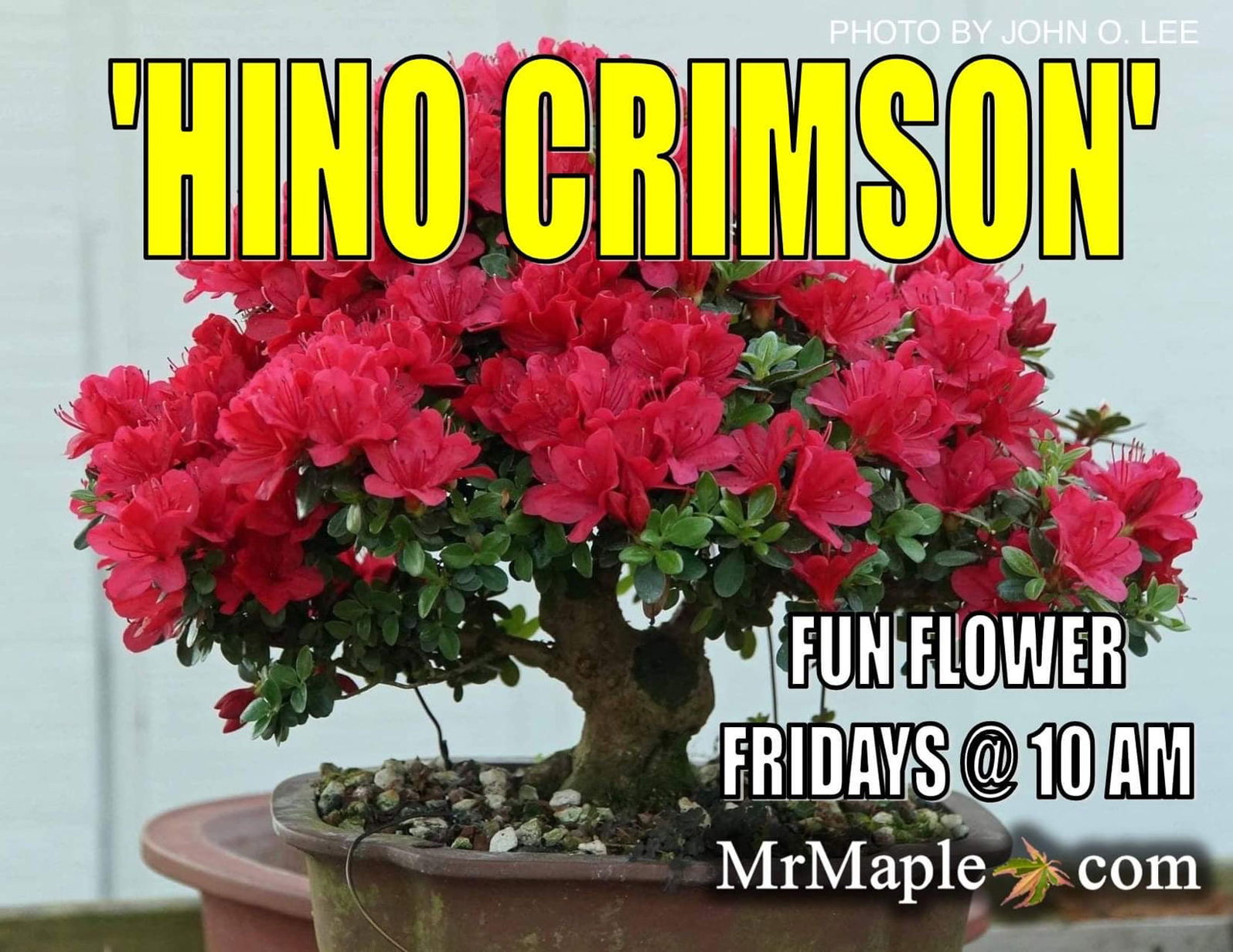 Buy Azalea 'Hino Crimson’ Red Flowering Kurume Azalea — Mr Maple │ Buy ...