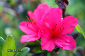 Buy Azalea 'Hino Crimson’ Red Flowering Kurume Azalea — Mr Maple │ Buy ...