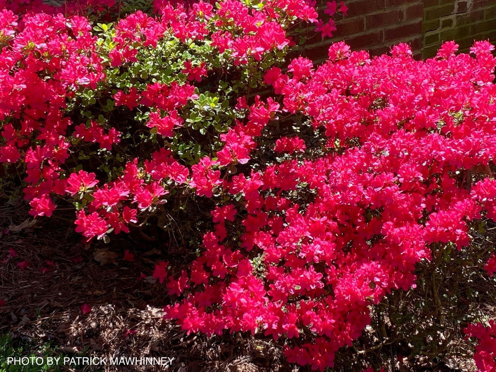 Buy Azalea 'Hinodegiri’ Purple Red Flowering Kurume Azalea — Mr Maple ...