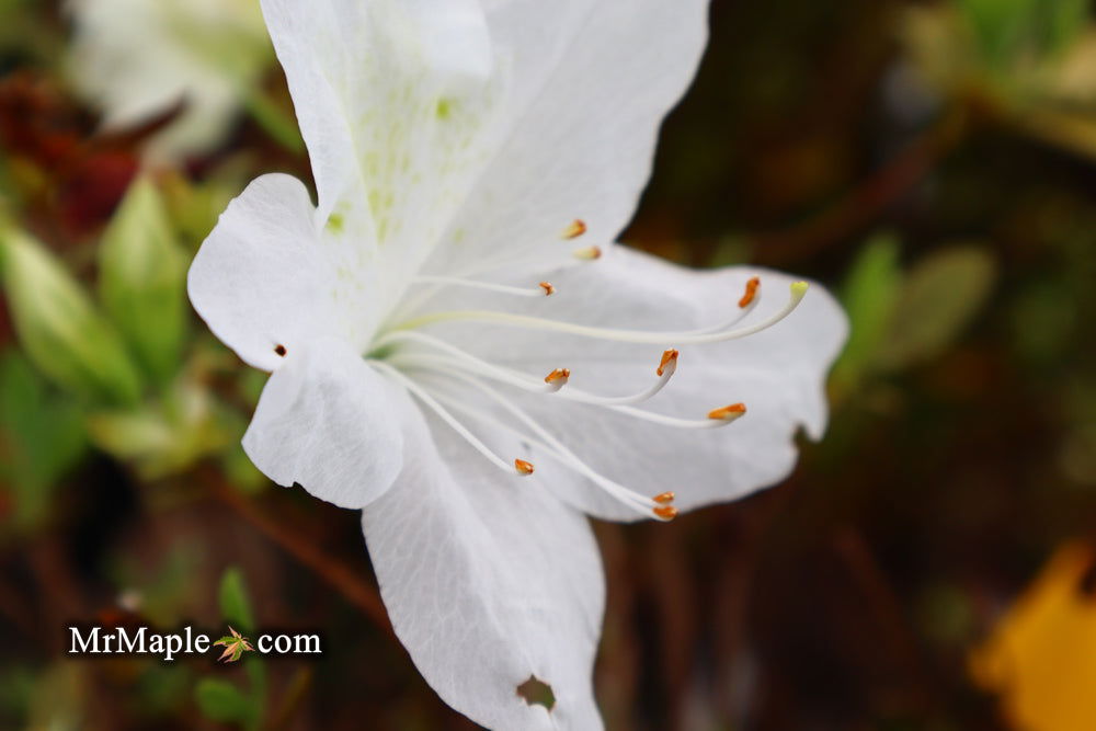 Buy Azalea 'Irish Cream’ Holly Springs White Azalea — Mr Maple │ Buy ...