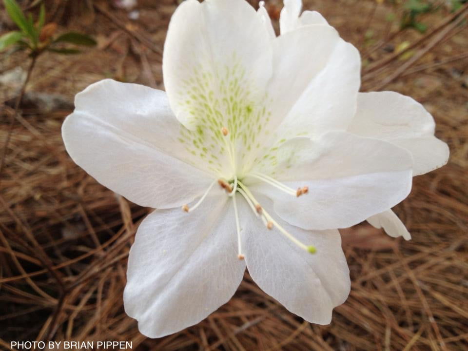 Buy Azalea 'Irish Cream’ Holly Springs White Azalea — Mr Maple │ Buy ...