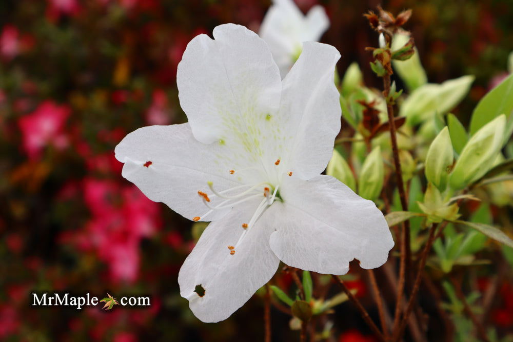 Buy Azalea 'Irish Cream’ Holly Springs White Azalea — Mr Maple │ Buy ...