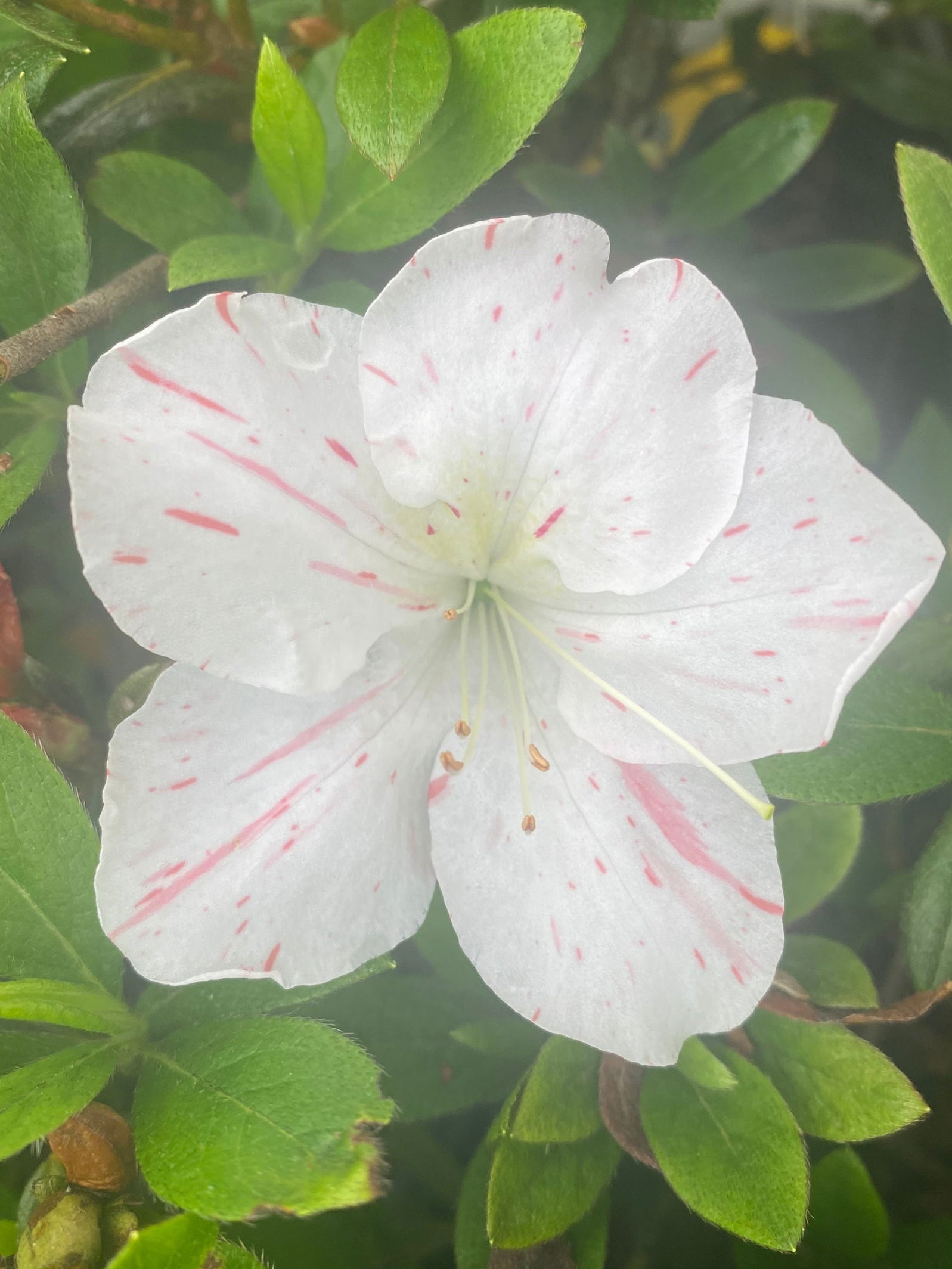 Southern Indica Azaleas — Mr Maple │ Buy Japanese Maple Trees