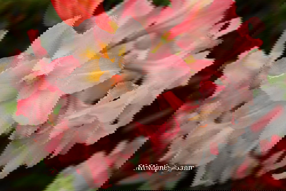 Buy Azalea 'Jack A. Sand’ Pink Peach Flowers Deciduous Azalea — Mr ...