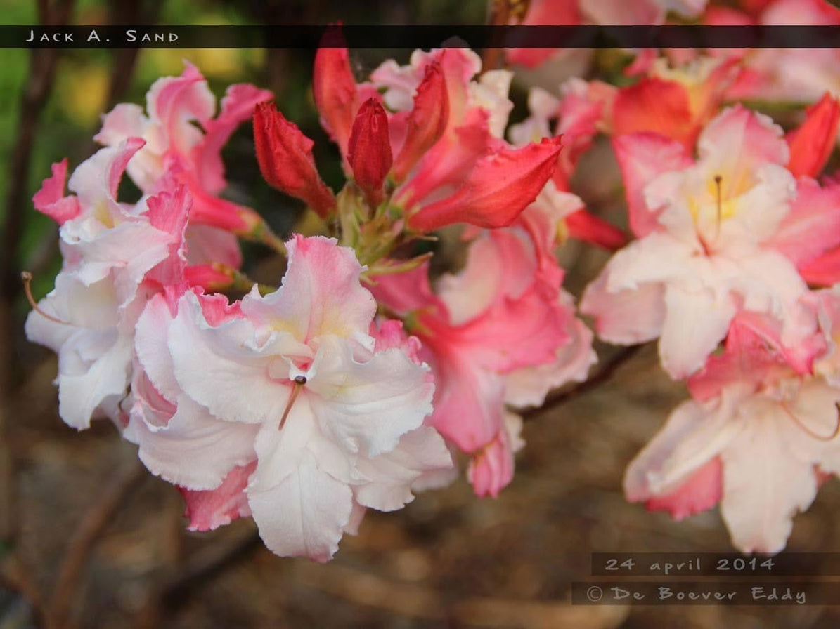 Buy Azalea 'Jack A. Sand’ Pink Peach Flowers Deciduous Azalea — Mr ...