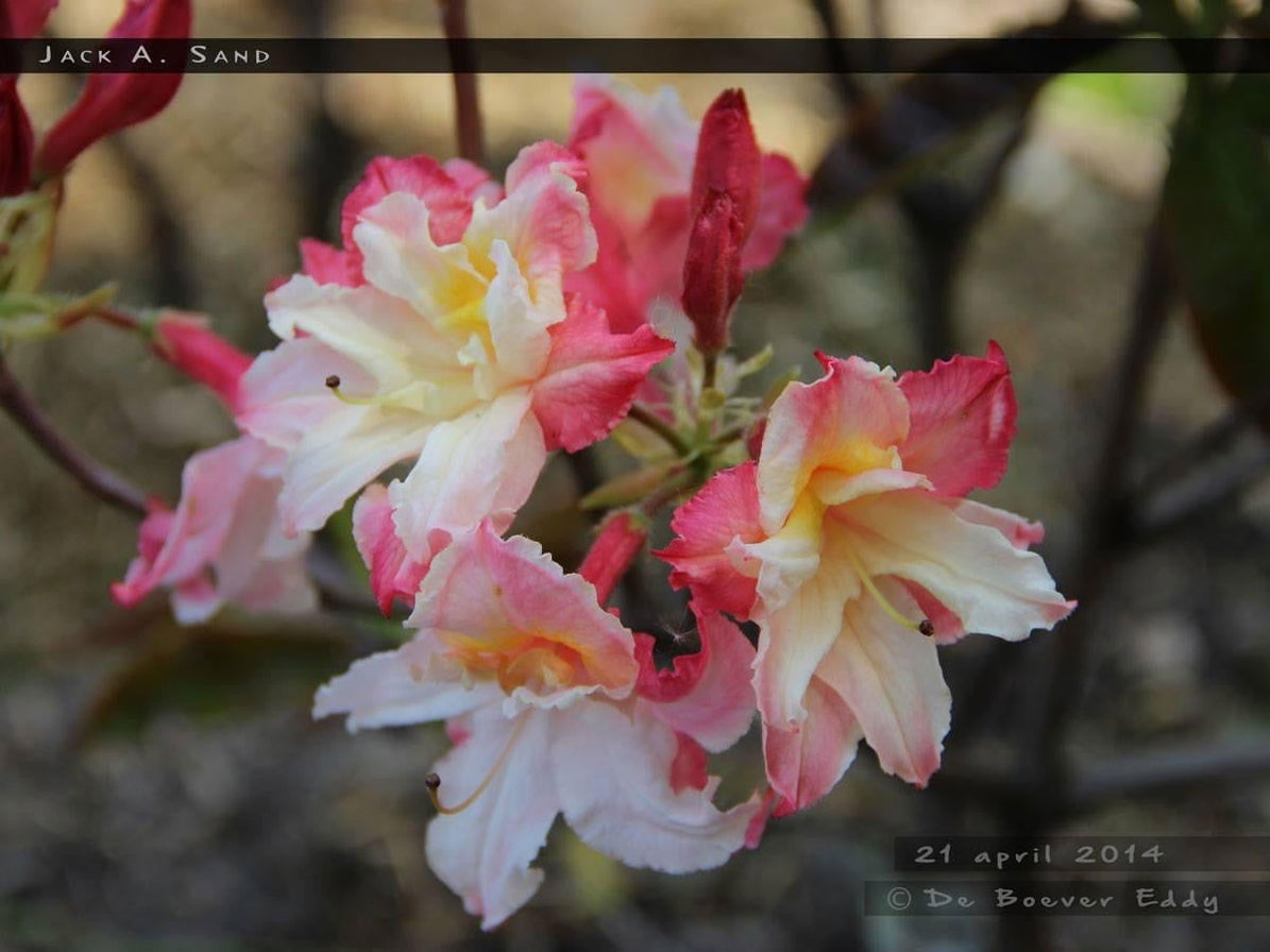 Buy Azalea 'Jack A. Sand’ Pink Peach Flowers Deciduous Azalea — Mr ...
