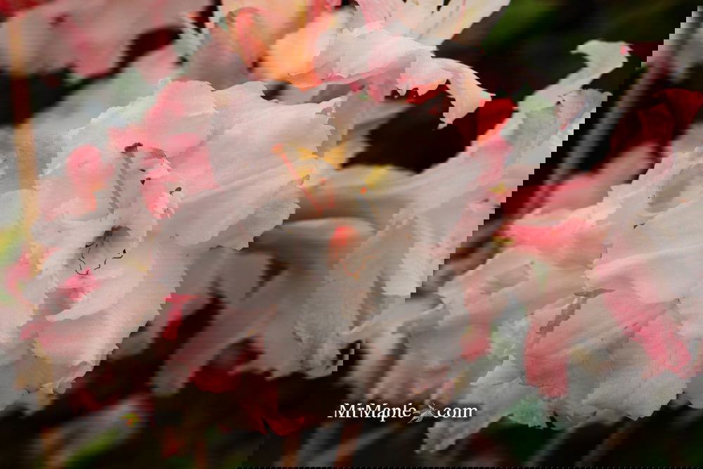 Buy Azalea 'Jack A. Sand’ Pink Peach Flowers Deciduous Azalea — Mr ...