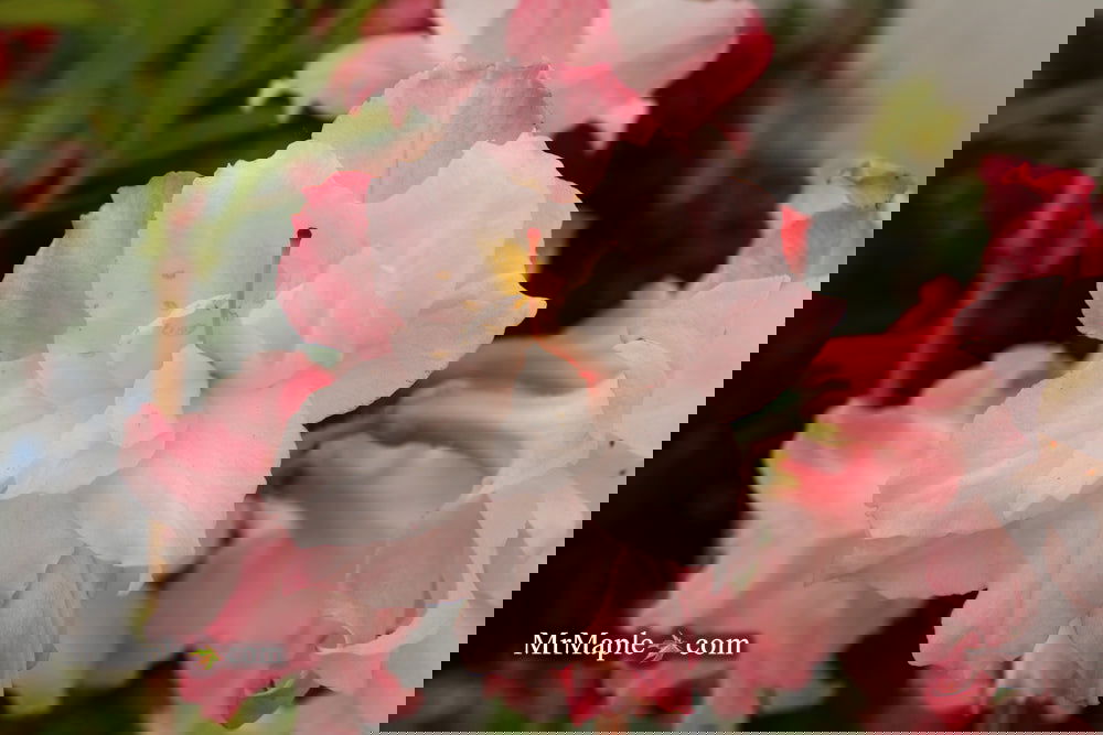 Buy Azalea 'Jack A. Sand’ Pink Peach Flowers Deciduous Azalea — Mr ...