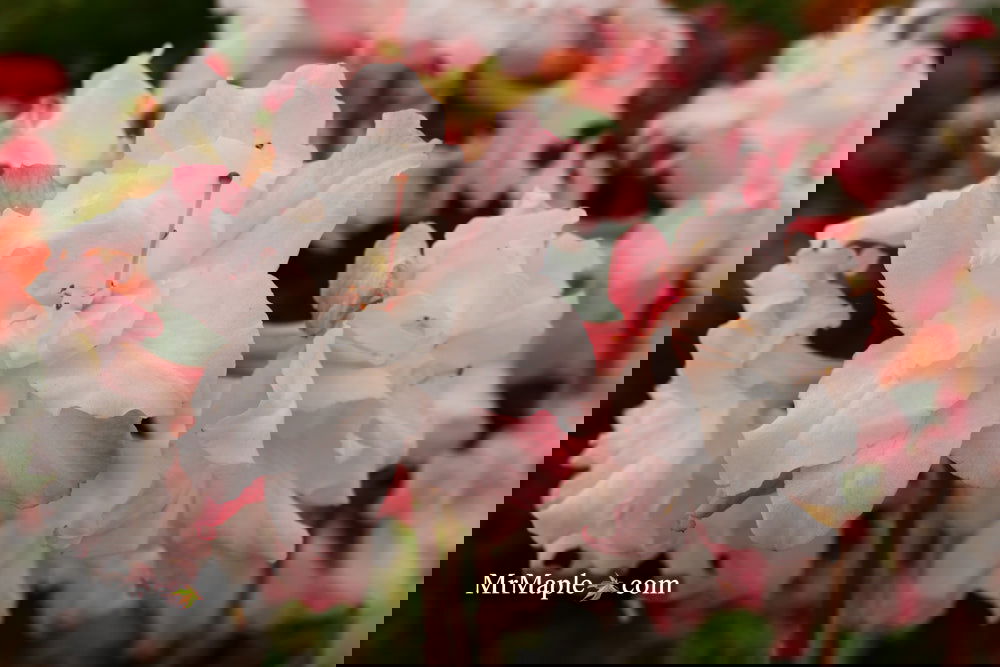 Buy Azalea 'Jack A. Sand’ Pink Peach Flowers Deciduous Azalea — Mr ...