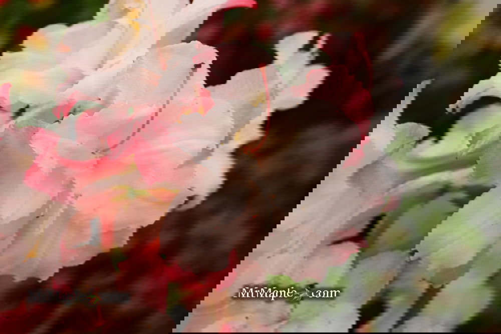 Buy Azalea 'Jack A. Sand’ Pink Peach Flowers Deciduous Azalea — Mr ...