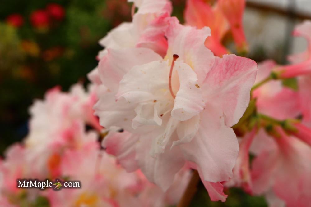 Buy Azalea 'Jack A. Sand’ Pink Peach Flowers Deciduous Azalea — Mr ...