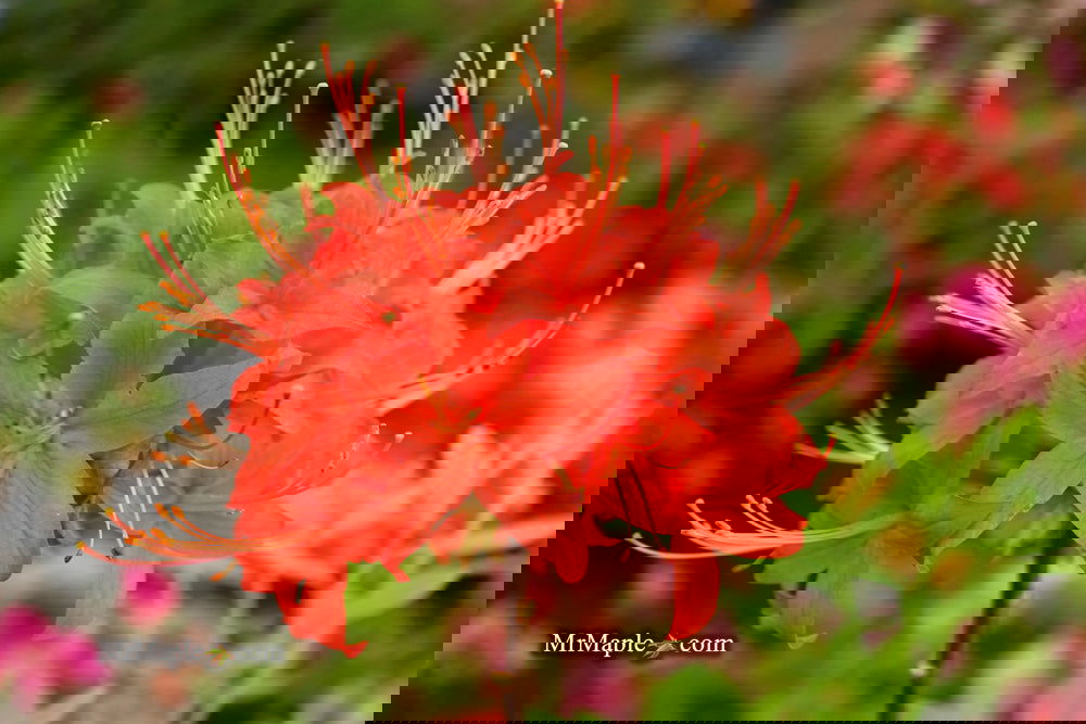 Buy Azalea 'Jake’s Red’ Compact Oconee Native Azalea — Mr Maple │ Buy ...