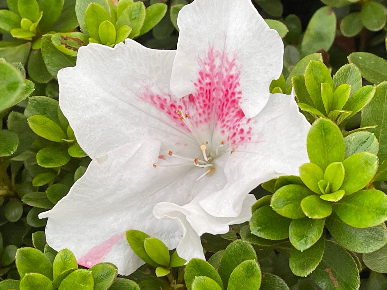 Buy Azaleas and Rhododendron — Mr Maple │ Buy Japanese Maple Trees