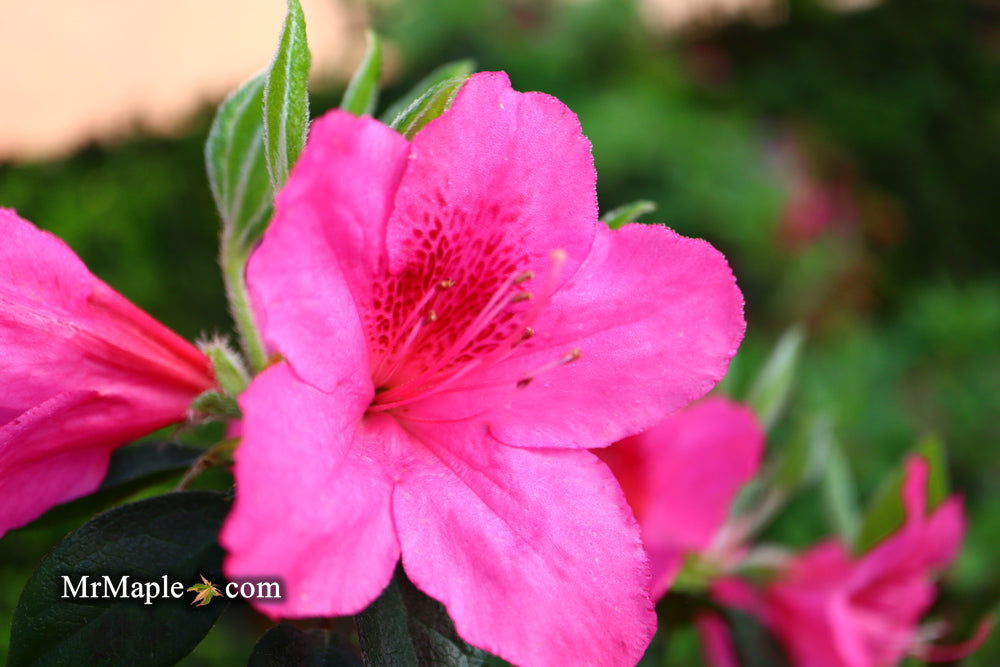 Buiy Azalea 'Judge Solomon’ Southern Indica Pink Azalea — Mr Maple ...