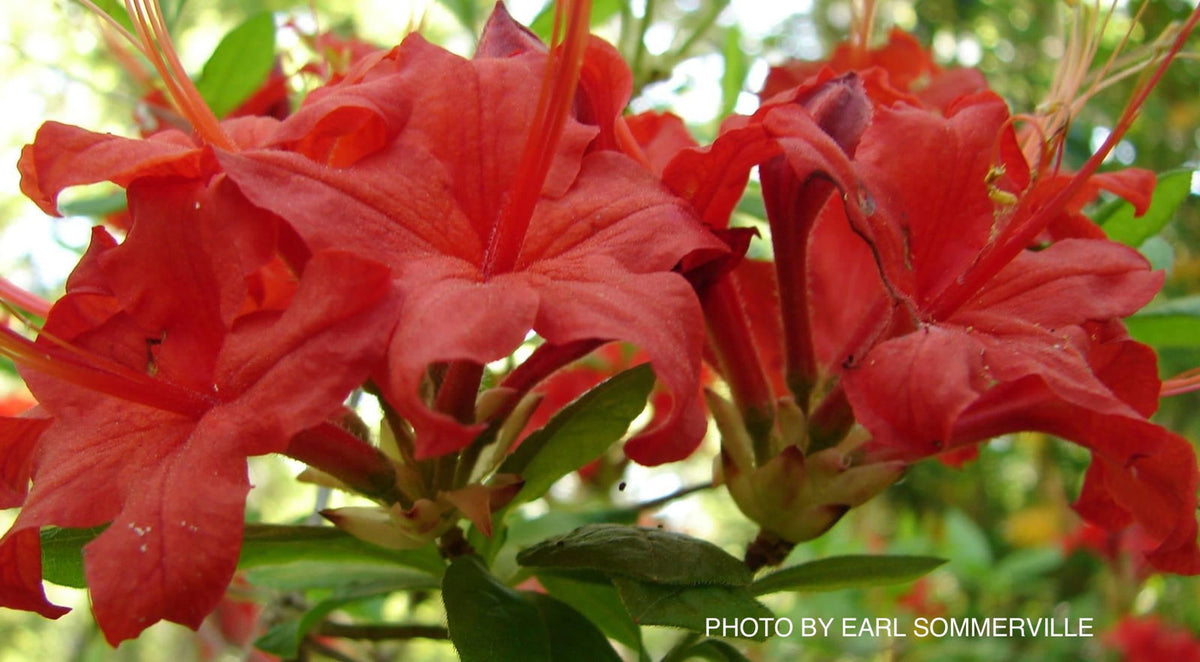 Buy Azalea 'Kelly’s Red’ Compact Oconee Native Azalea — Mr Maple │ Buy ...