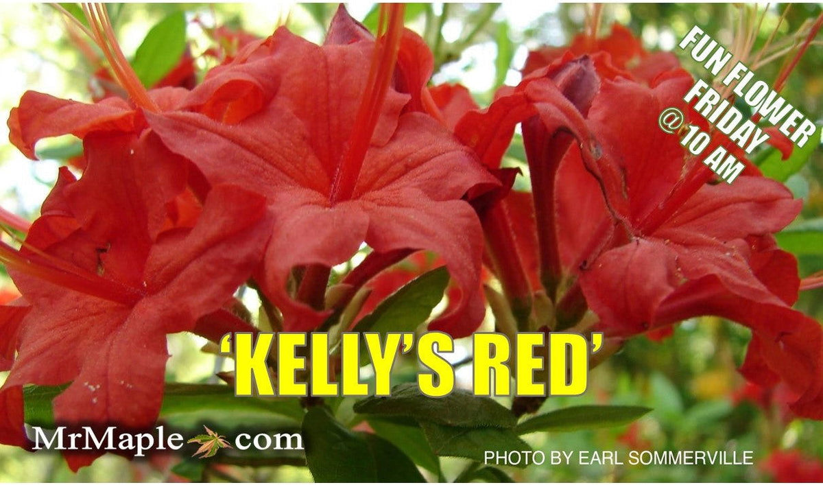 Buy Azalea 'Kelly’s Red’ Compact Oconee Native Azalea — Mr Maple │ Buy ...