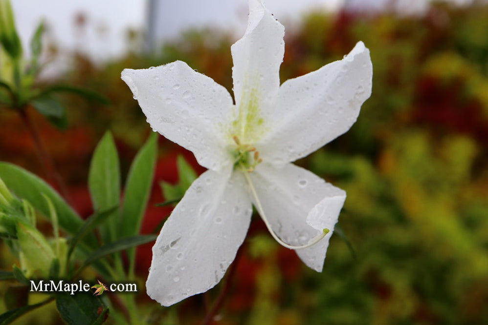 Buy Azaleas and Rhododendron — Mr Maple │ Buy Japanese Maple Trees