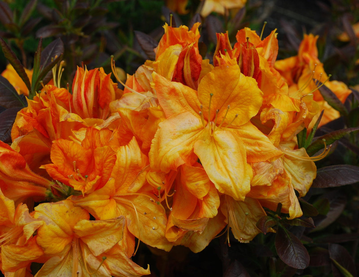 Buy Azalea 'Klondyke’ Golden Yellow Orange Flowers Deciduous Azalea ...