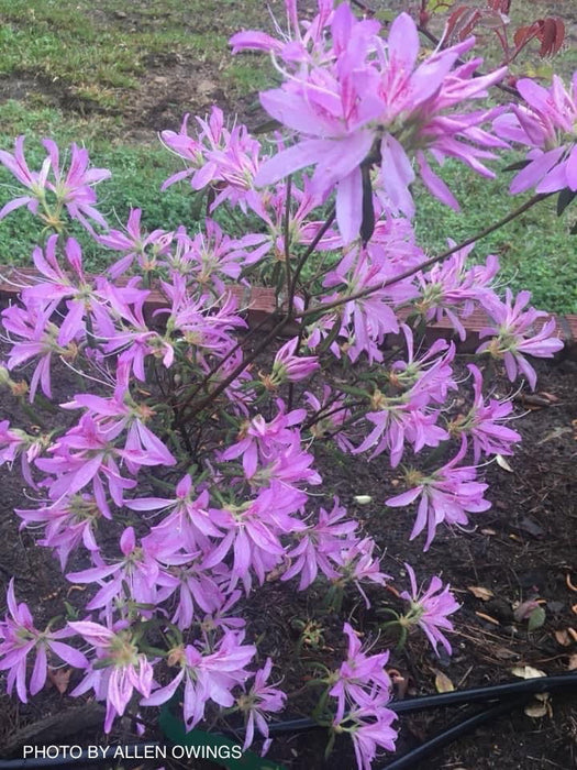 Buy Azalea 'Koromo shikibu’ Kurume Purple Spider Azalea — Mr Maple ...