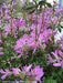 Buy Azalea 'Koromo shikibu’ Kurume Purple Spider Azalea — Mr Maple ...