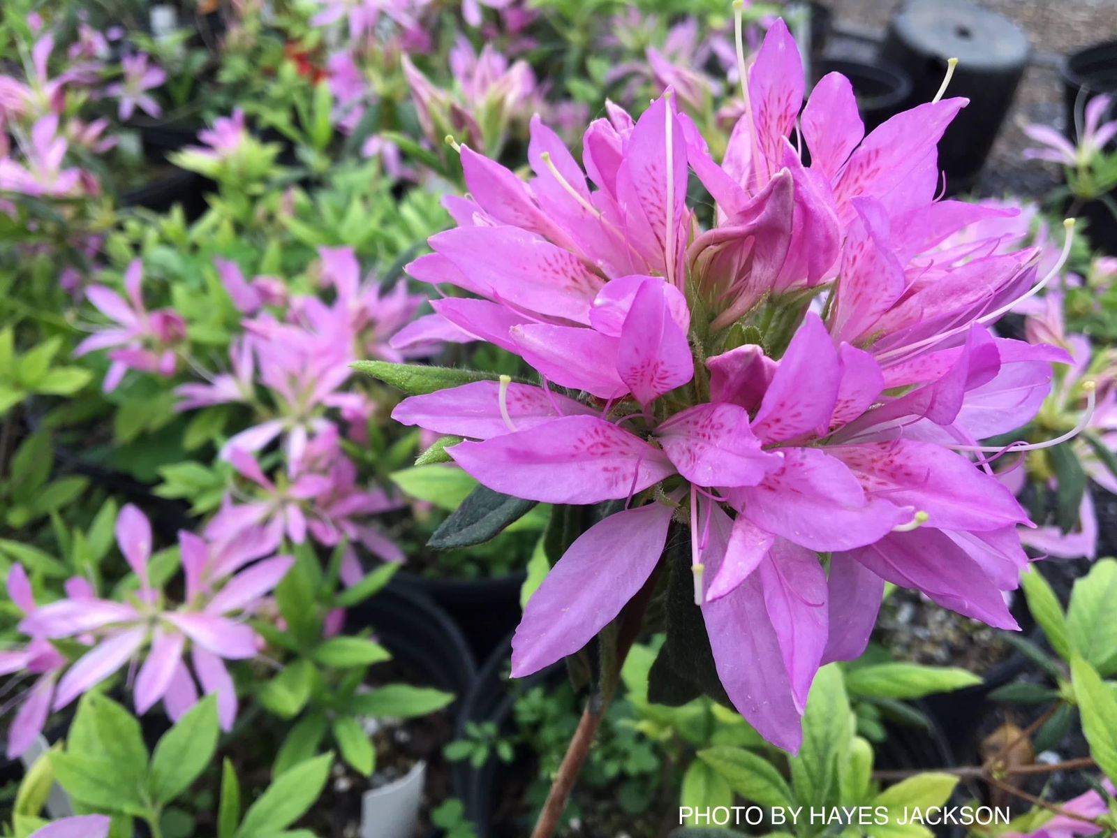 Buy Azalea 'Koromo shikibu’ Kurume Purple Spider Azalea — Mr Maple ...