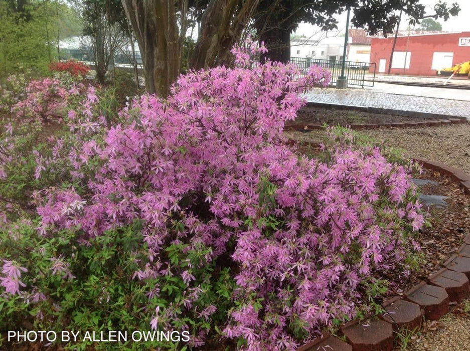 Buy Azalea 'Koromo shikibu’ Kurume Purple Spider Azalea — Mr Maple ...