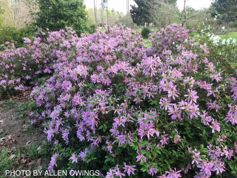 Buy Azalea 'Koromo shikibu’ Kurume Purple Spider Azalea — Mr Maple ...