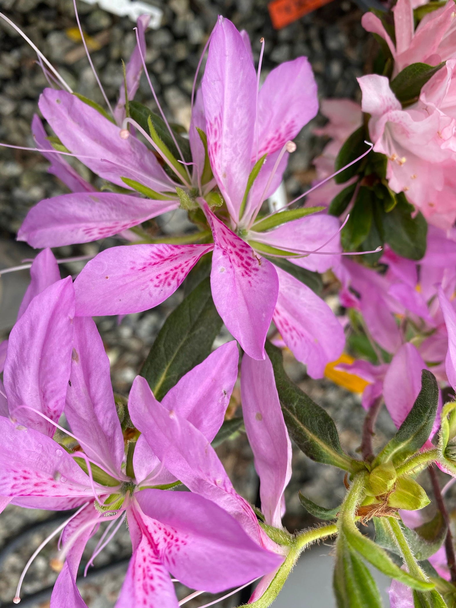 Buy Azalea 'Koromo shikibu’ Kurume Purple Spider Azalea — Mr Maple ...